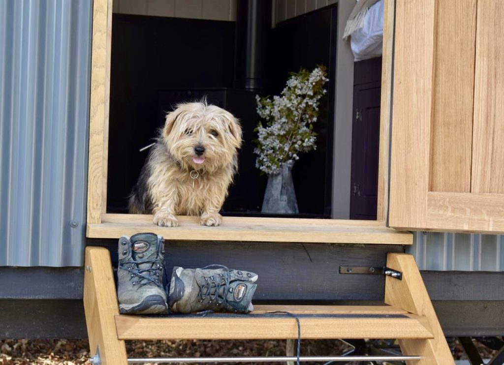 Five of the best dog friendly huts Plankbridge Shepherd s Huts
